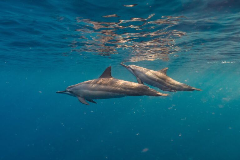 Over 800 New Marine Species Discovered | Ocean Census