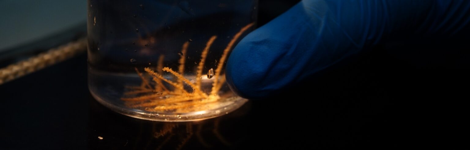 Our First Deep-sea Expedition in Japan, Partnering with JAMSTEC