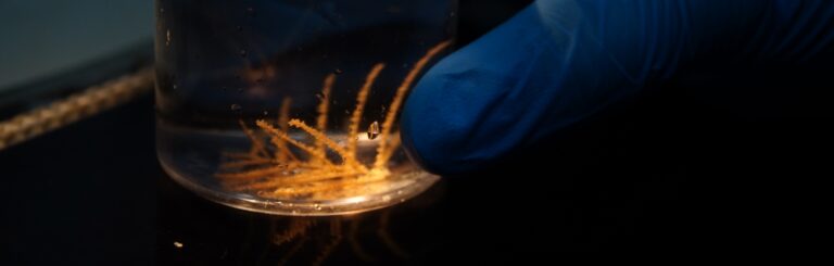 Carnivorous “Death-Ball” Sponge Among 30 New Deep-Sea Species from the ...