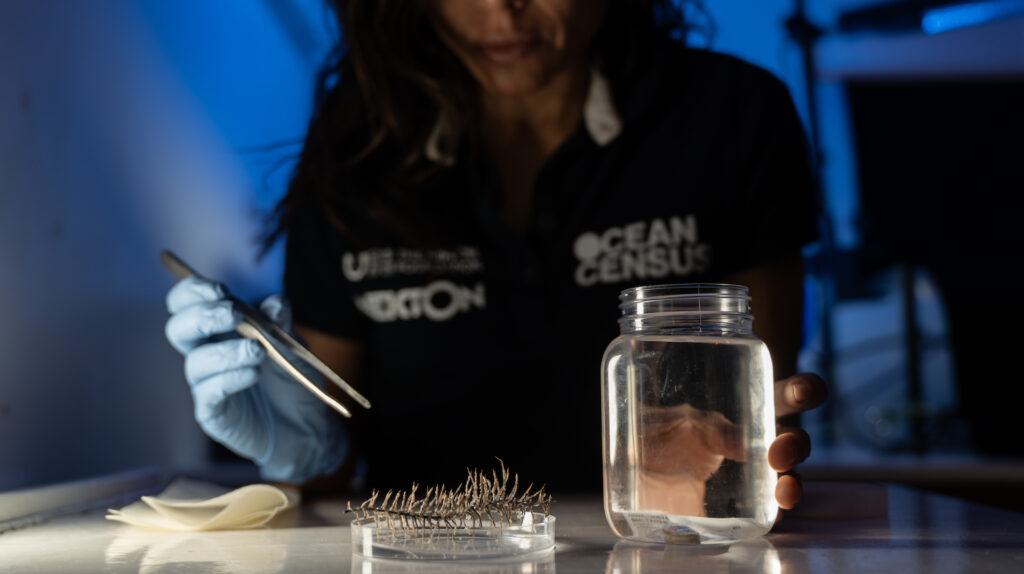 The Ocean Census | Discover Life