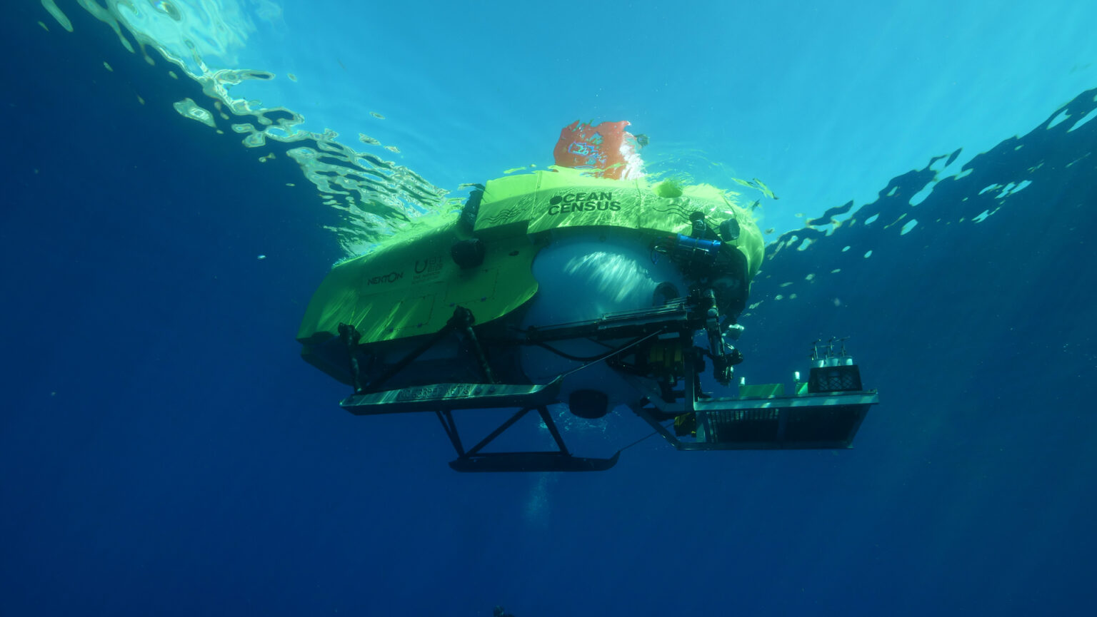 The Ocean Census | Discover Life