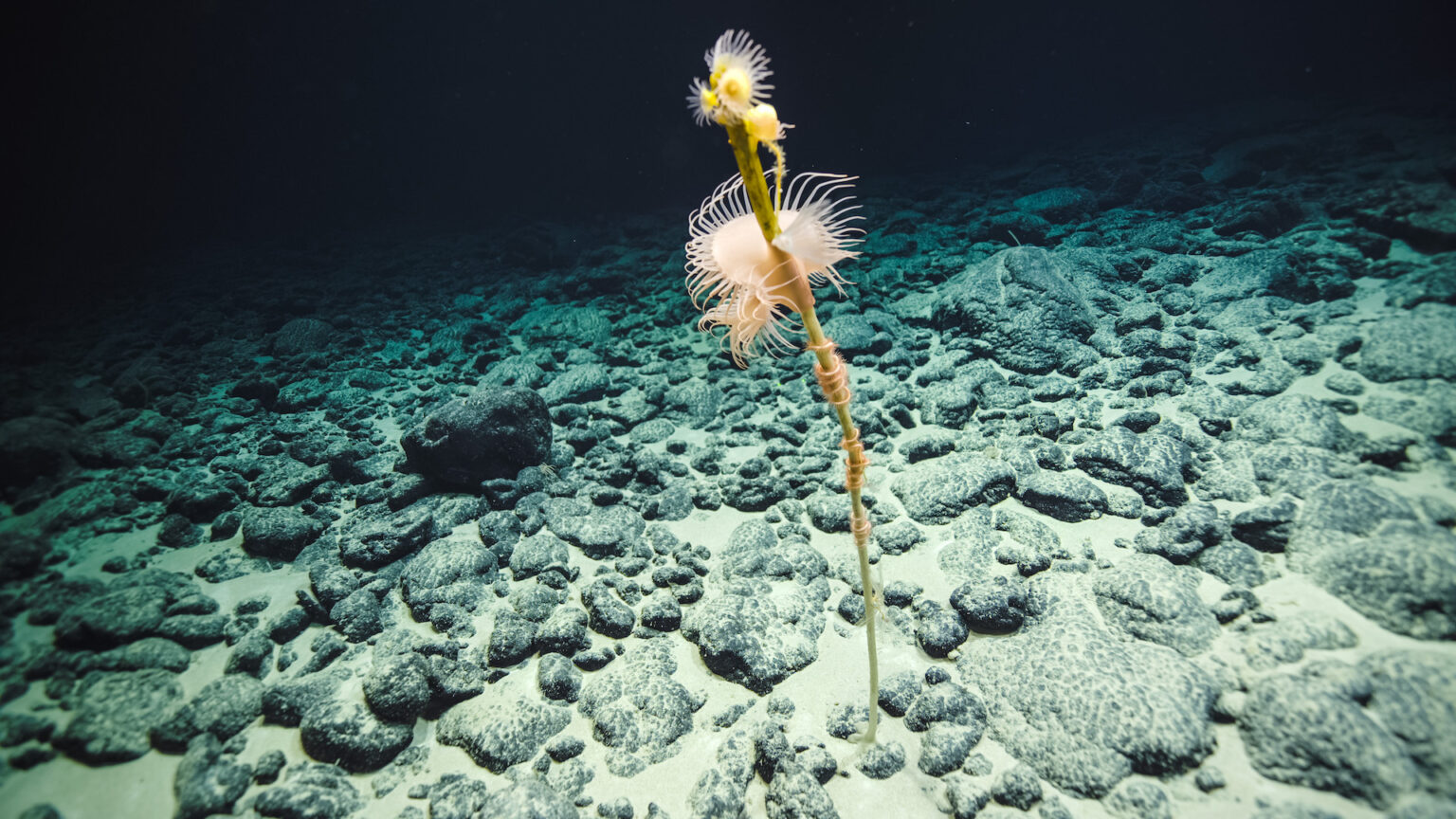 Ocean Species Discoveries | The Ocean Census