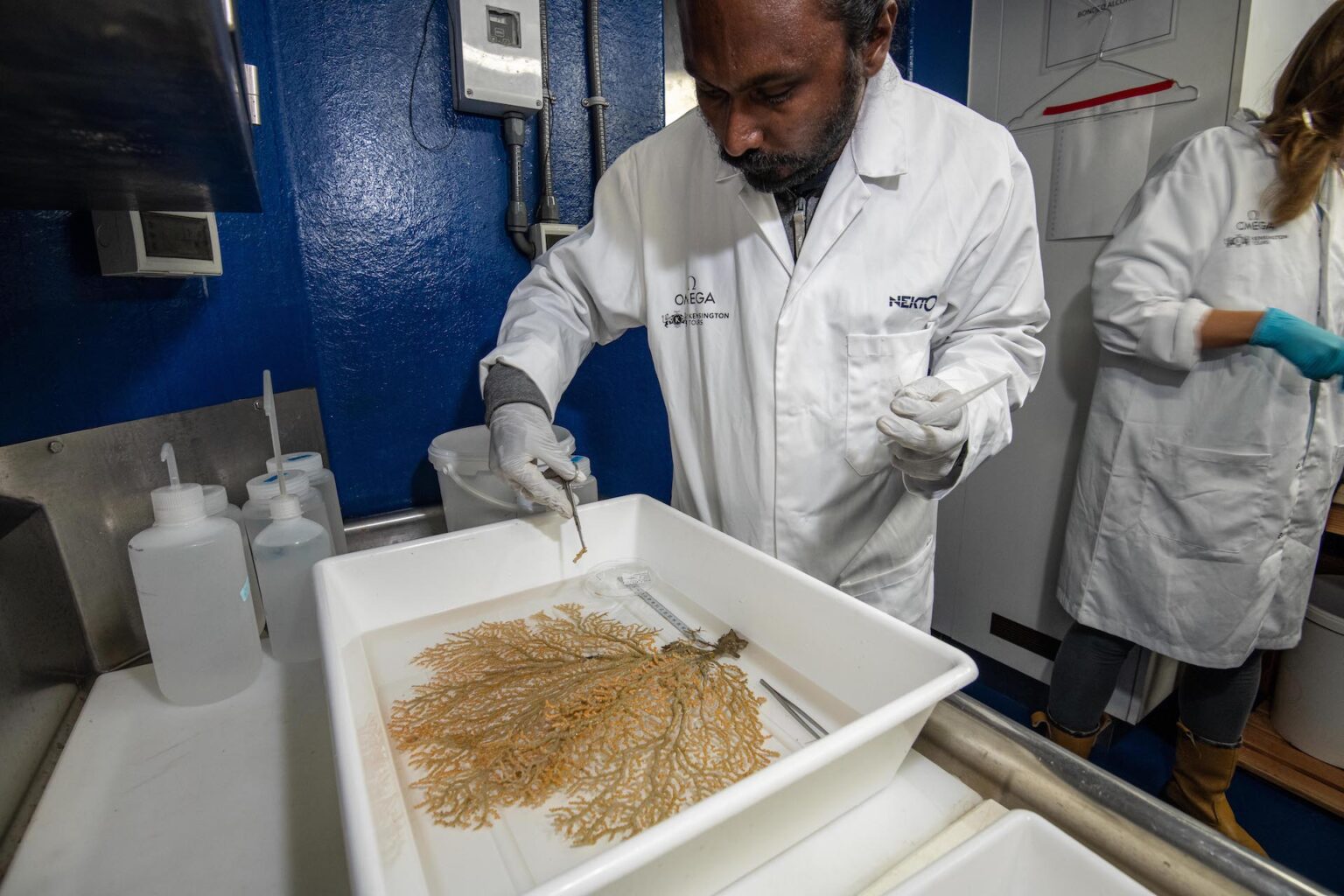 The Ocean Census | Discover Life