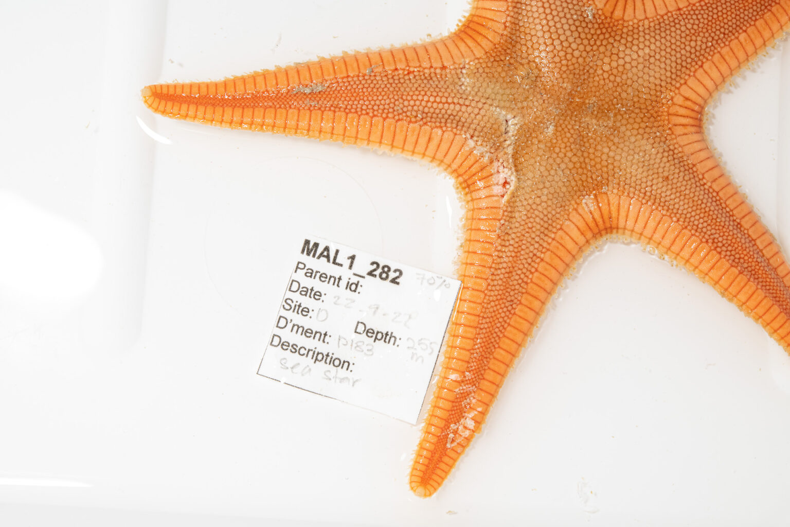 Our First Deep-sea Expedition in Japan, Partnering with JAMSTEC