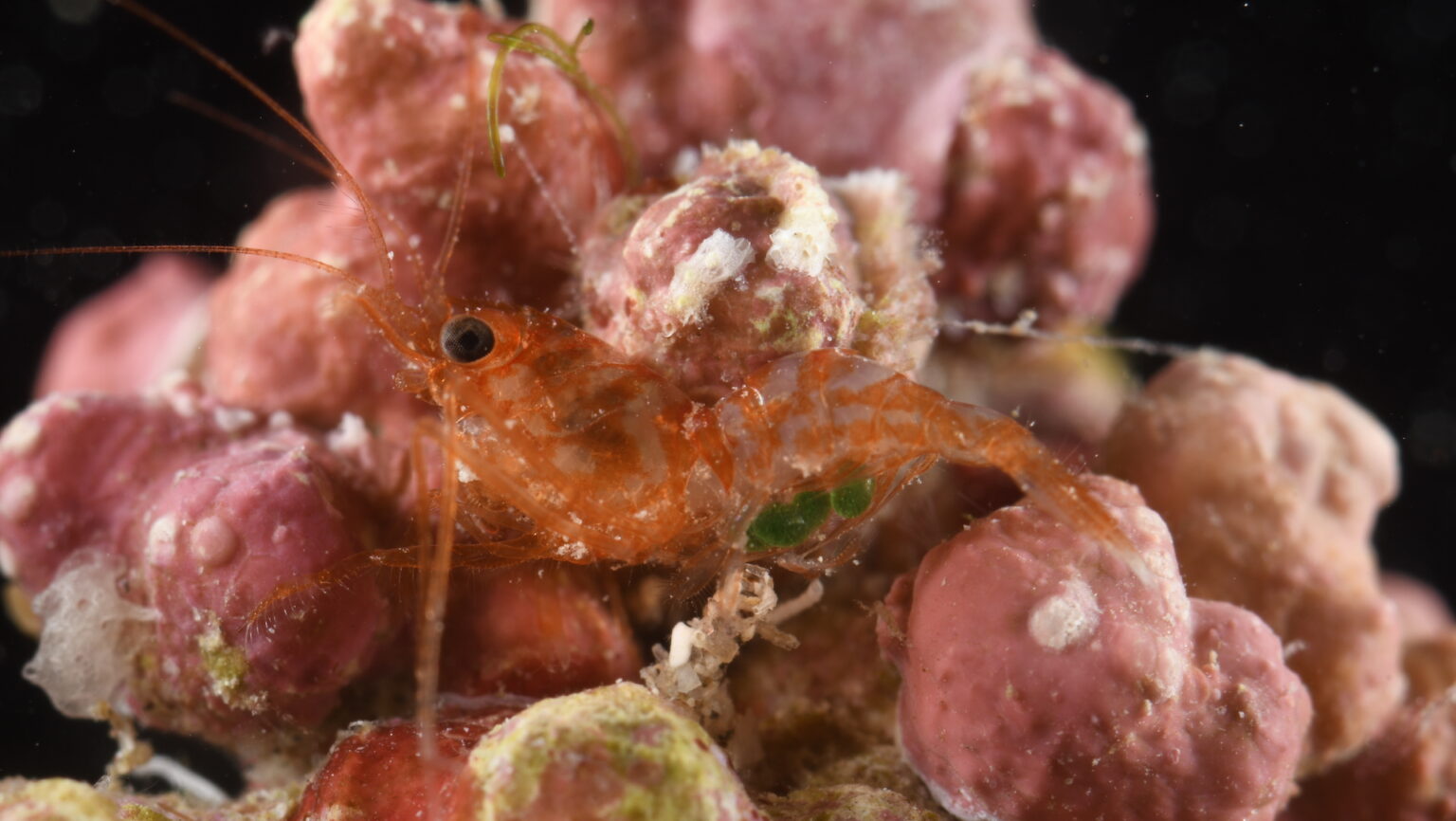 Over 800 New Marine Species Discovered | Ocean Census