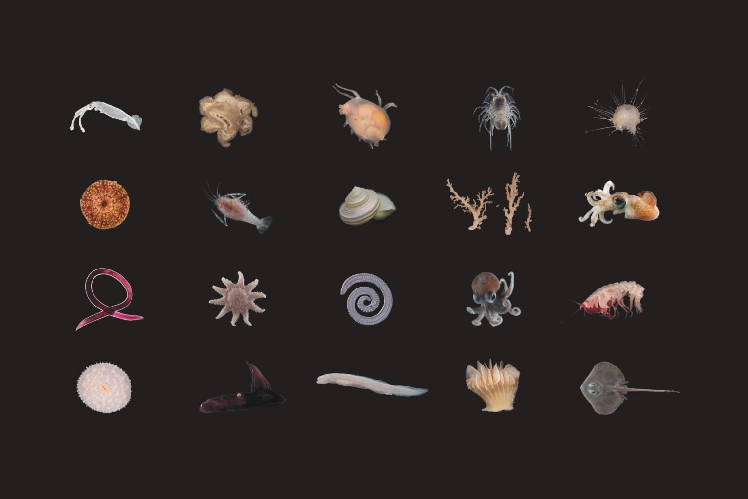 Ocean Species Discoveries | The Ocean Census