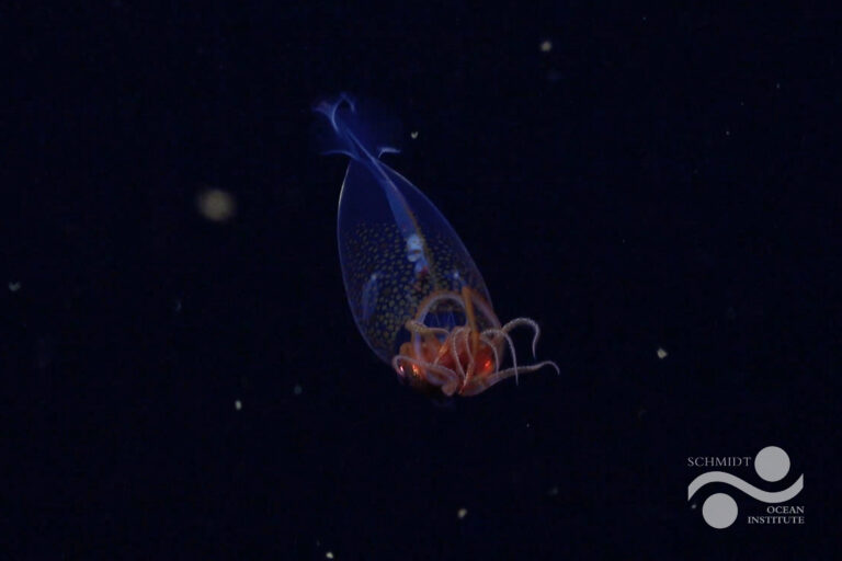 Ocean Species Discoveries | The Ocean Census