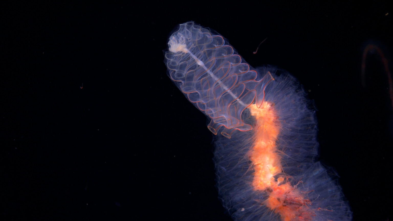 Timeline of Deep Sea Exploration | Ocean Census