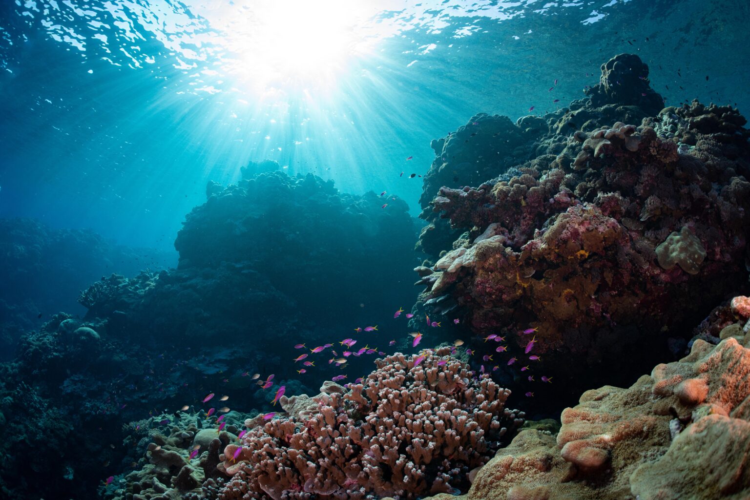 The Ocean Census | Discover Life