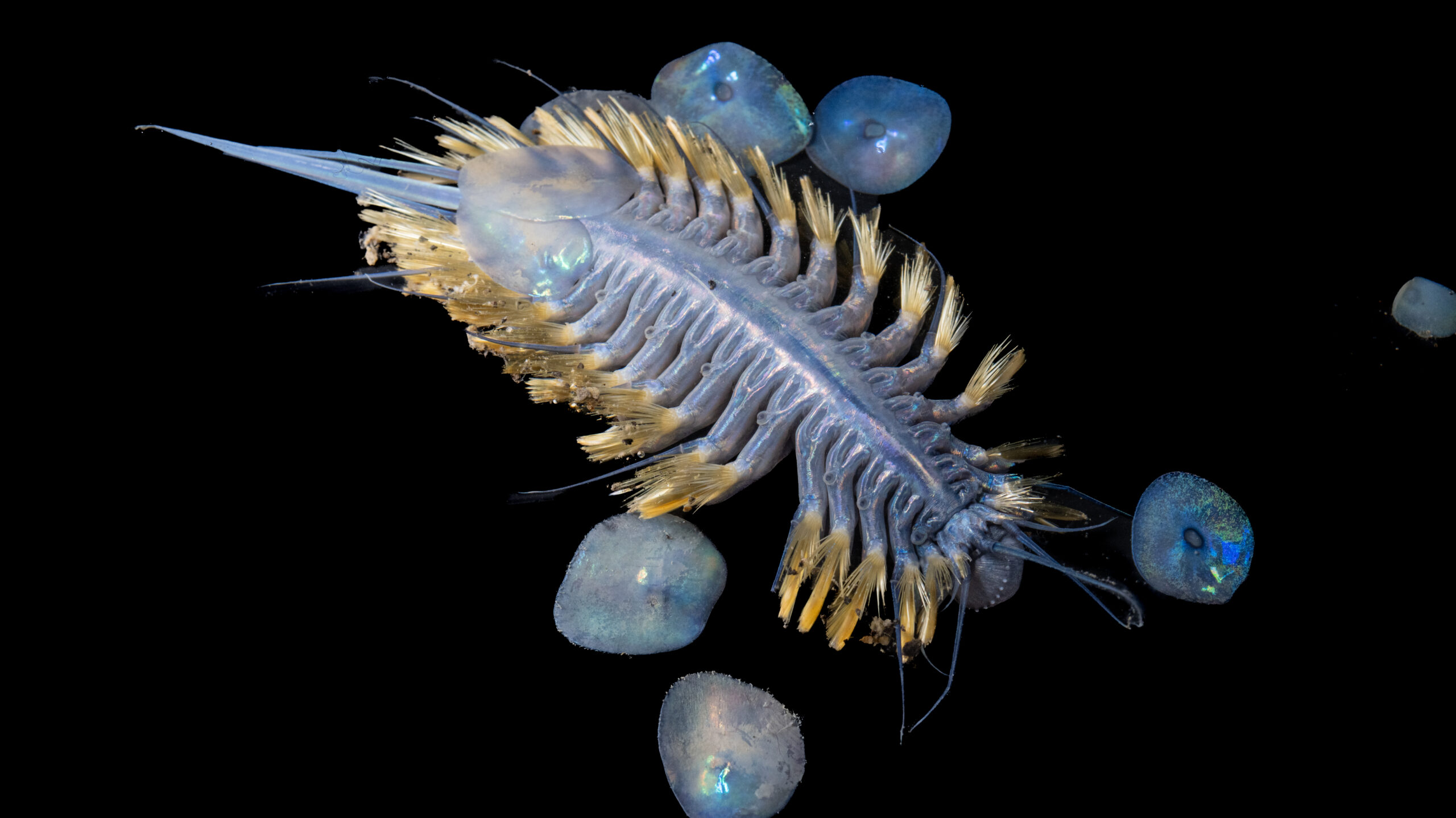 NEW MARINE SPECIES discovered on South Sandwich Islands expedition ...