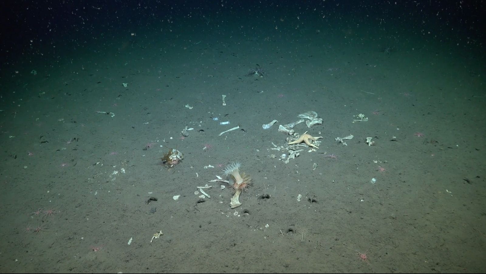 Carnivorous “Death-Ball” Sponge Among 30 New Deep-Sea Species from the ...