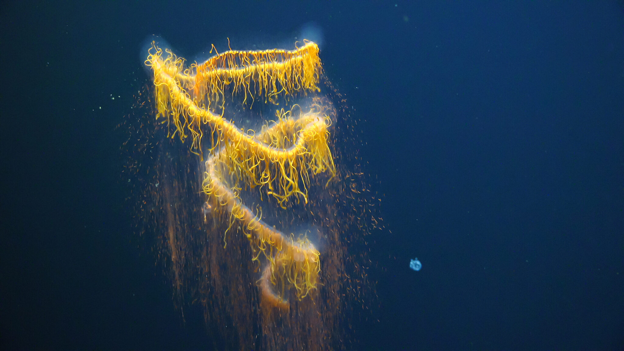 Over 800 New Marine Species Discovered | Ocean Census