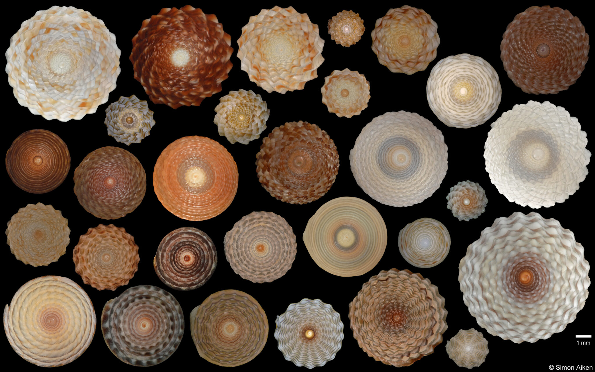 The Ocean Census | Discover Life