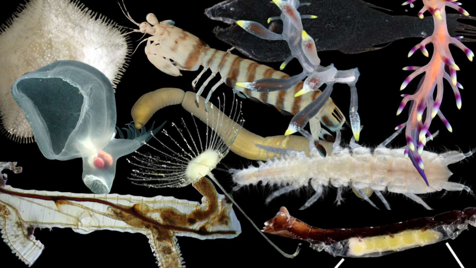 The Ocean Census | Discover Life