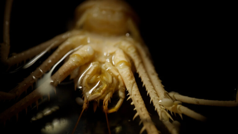 Japan’s Deep Ocean Reveals Dozens of New Species from Landmark 2025 ...