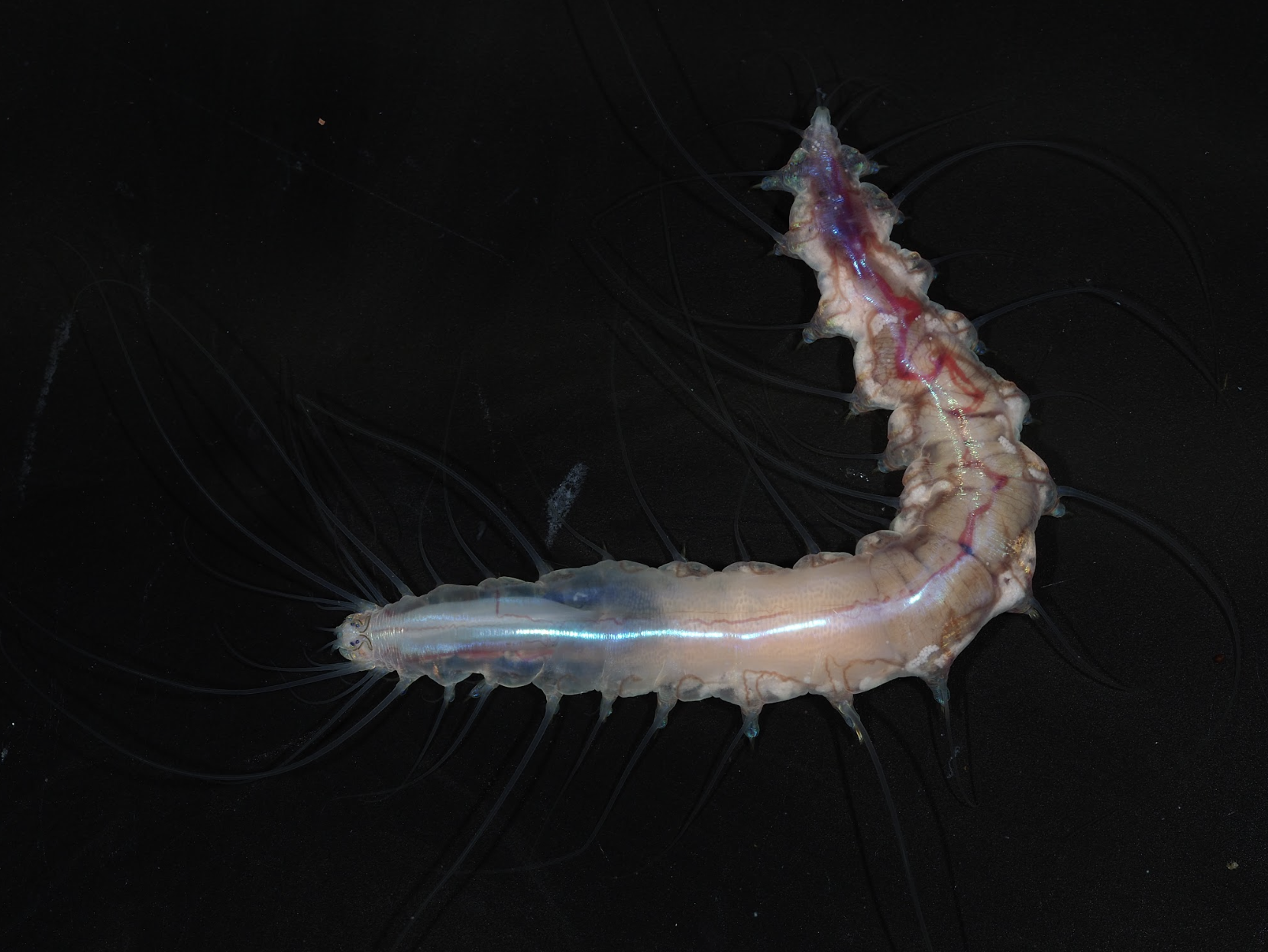 Over 1,100 New Marine Species Discovered | Ocean Census